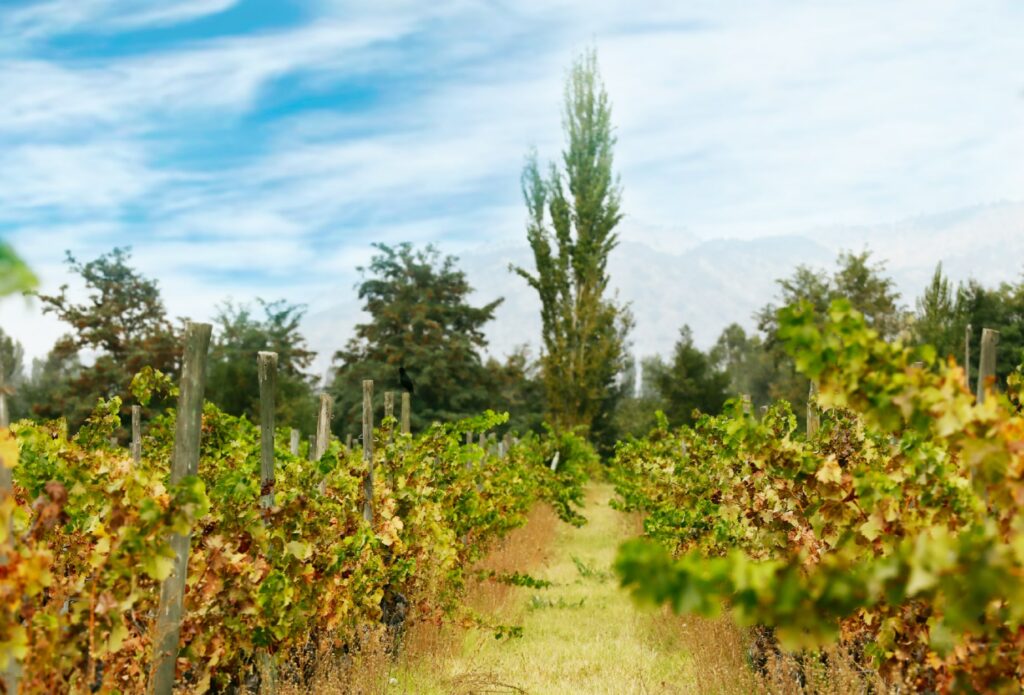 Neyen: Vinicultura Orgánica y Biodinámica para el Futuro